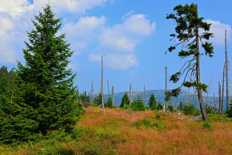 Timber Tree Line Against the Bright Blue Sky Stock Photo - Image of ...