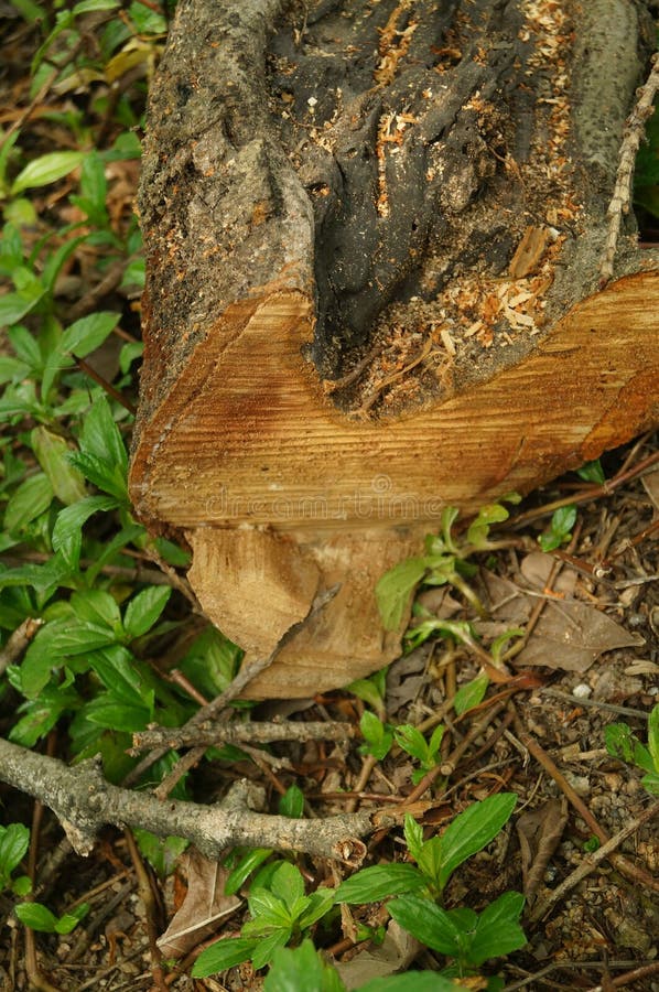 Timber and Trees that Have Been Cut Down Stock Photo - Image of plants ...