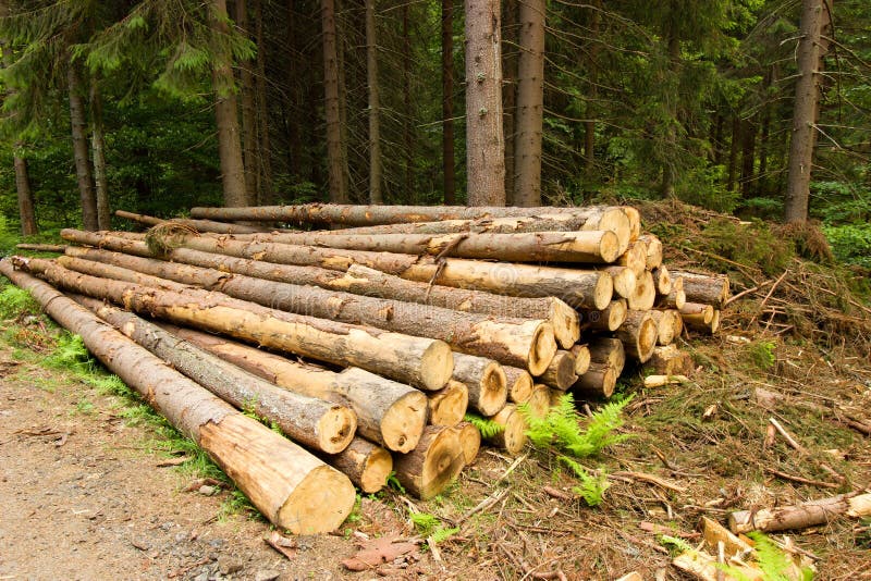 Timber trees stock photo. Image of wood, mountains, woods - 56410198