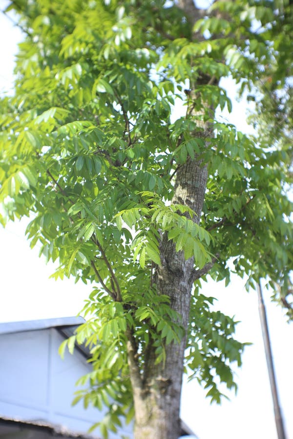 Timber trees stock image. Image of nature, natural, landscape - 260415279