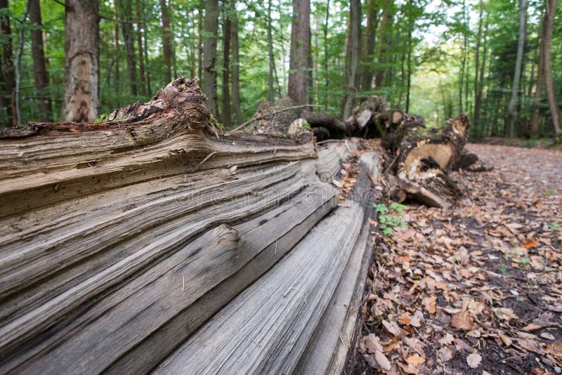 Timber from a trunk stock image. Image of leaf, grey - 63984489