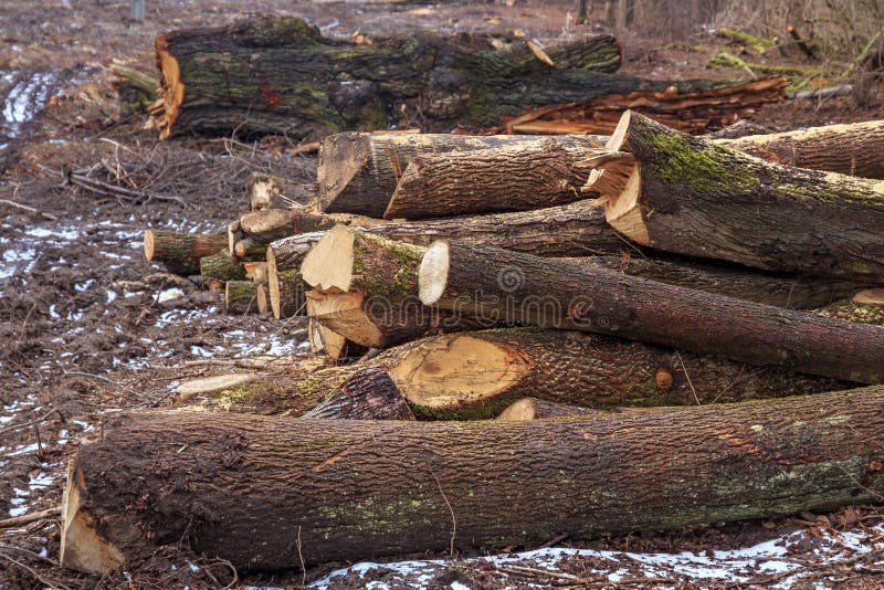 Timber Trunks on the Ground. Stock Image - Image of lumber, bark: 115420169