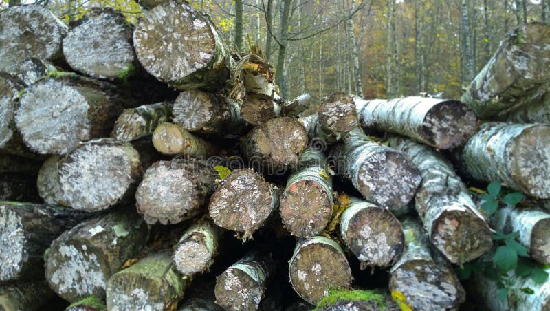 Timber stock photo. Image of pales, timber, environment - 79270210