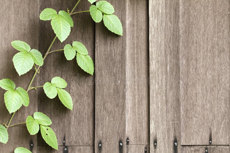 Timber Wall Texture & Wild Vine Leaves Stock Photo - Image of floor ...