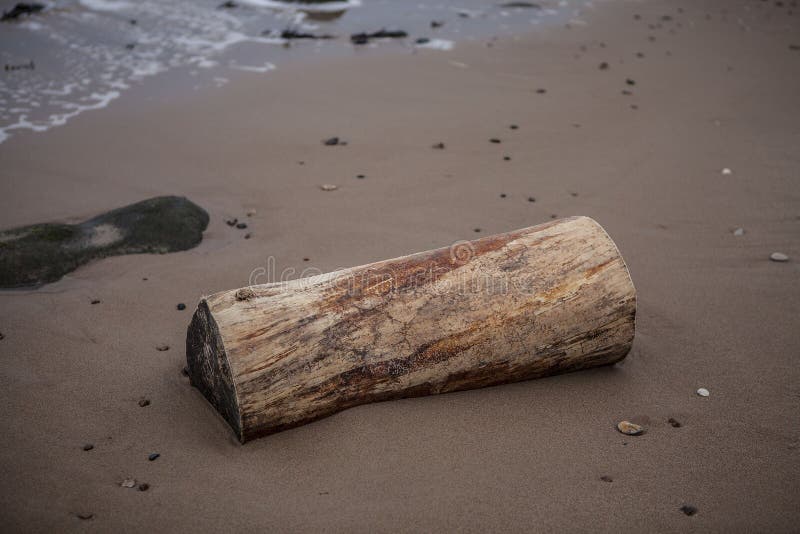 Log washed ashore stock image. Image of tidal, natural - 26657231