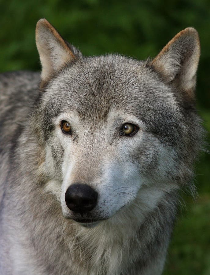 Timber wolf stock image. Image of green, head, natural - 10514519