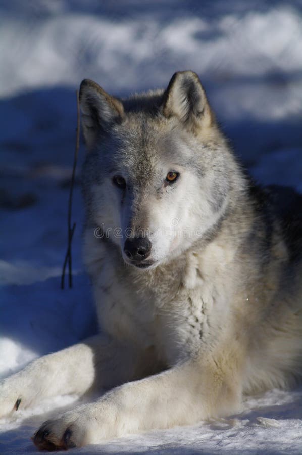 Timber Wolf stock photo. Image of wild, canine, wildlife - 12775296