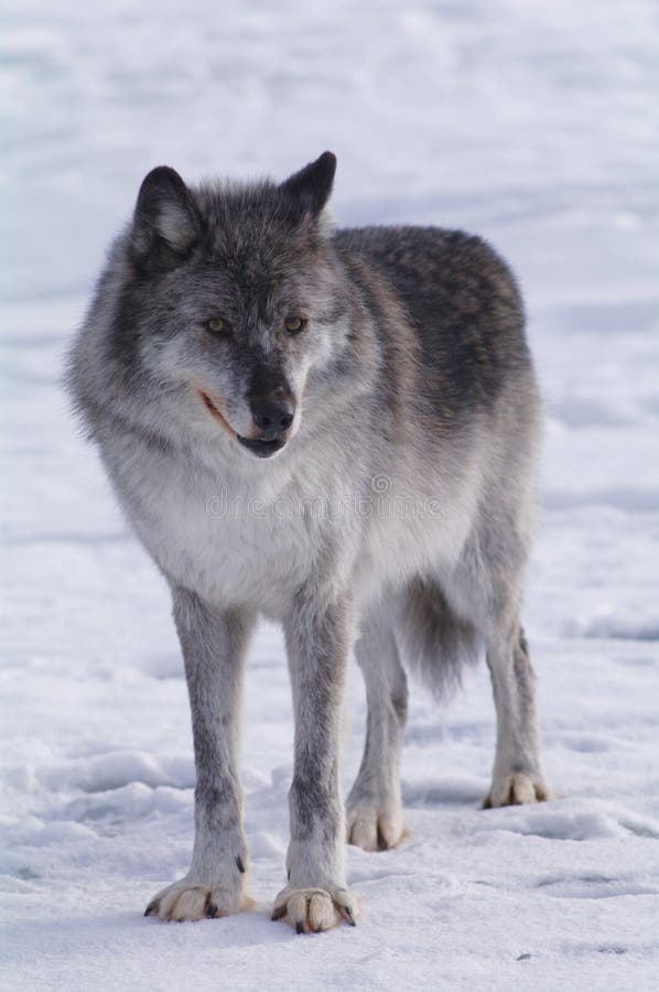 Timber Wolf stock image. Image of wolf, timber, adult - 12775311
