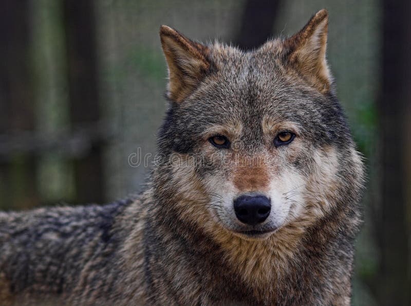 Timber Wolf stock image. Image of direct, wild, stare, inquisitive - 217717