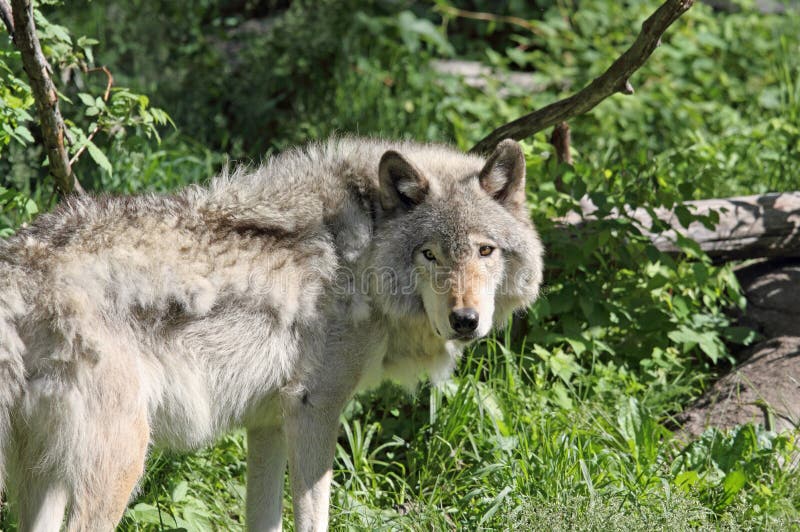 1,099 Timber Wolf Summer Stock Photos - Free & Royalty-Free Stock ...