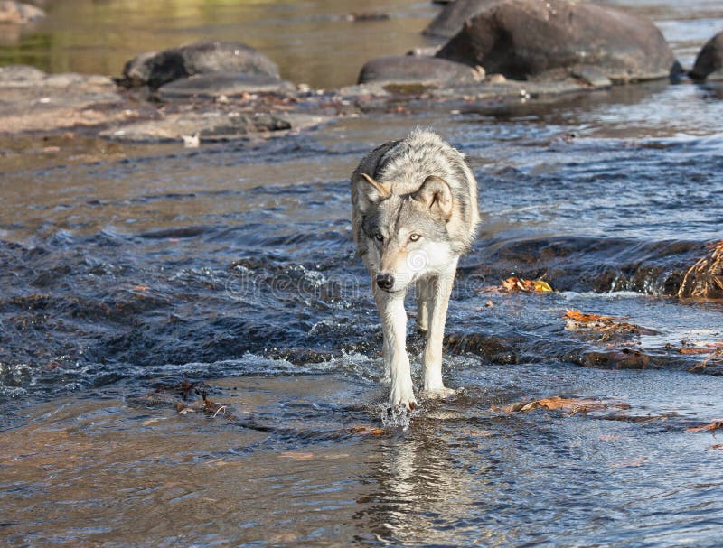 Timber wolf stock photo. Image of nature, carnivore, wildlife - 28671836