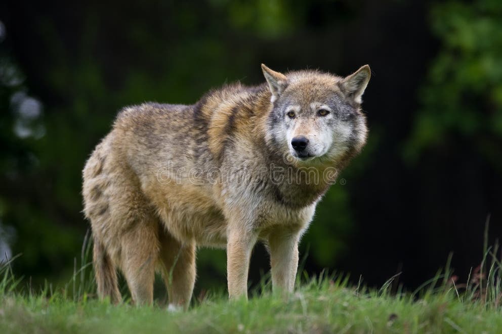 Timber Wolf stock photo. Image of grassland, tear, male - 5334028