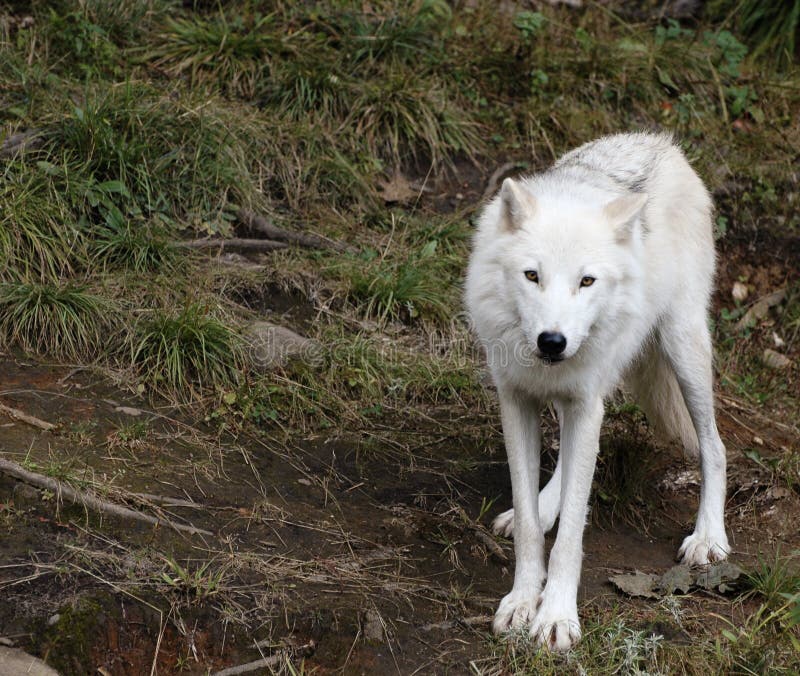 Timber Wolf Picture. Image: 6336041
