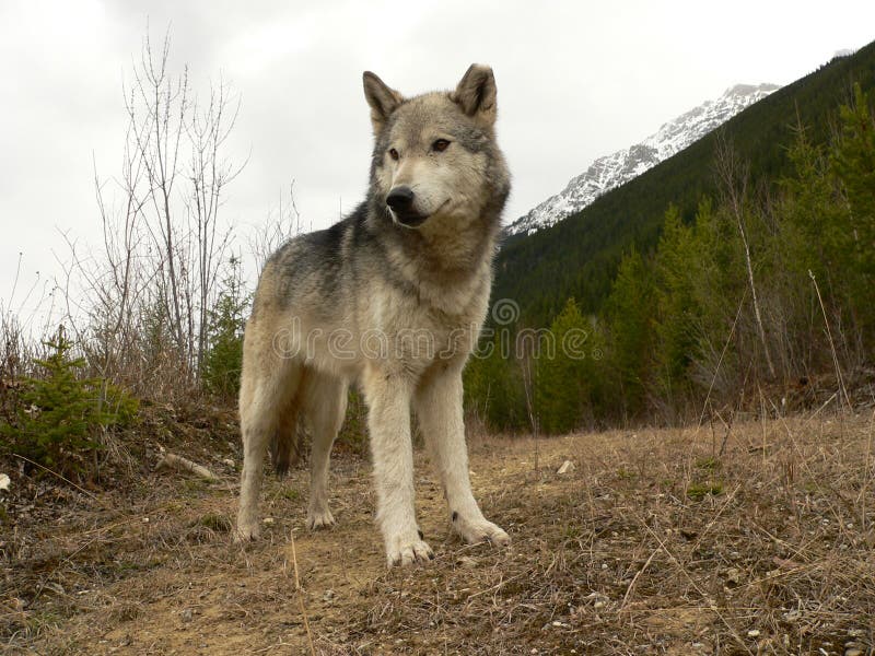 Male Gray Wolf stock photo. Image of watch, canid, powerful - 678020