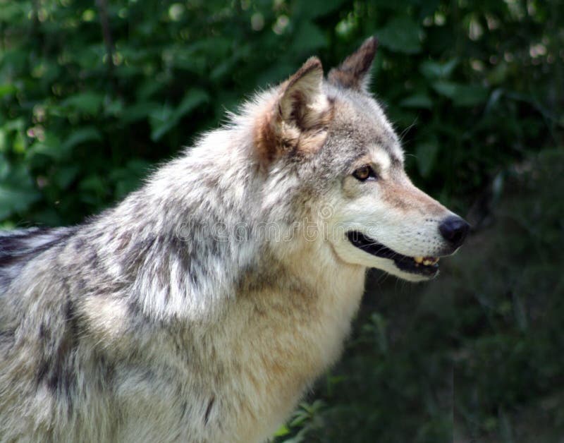 Timber Wolf stock image. Image of furry, stalking, fangs - 8544017