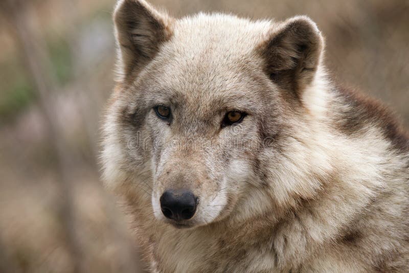 Arctic wolf puppy stock photo. Image of horrific, predator - 25453426