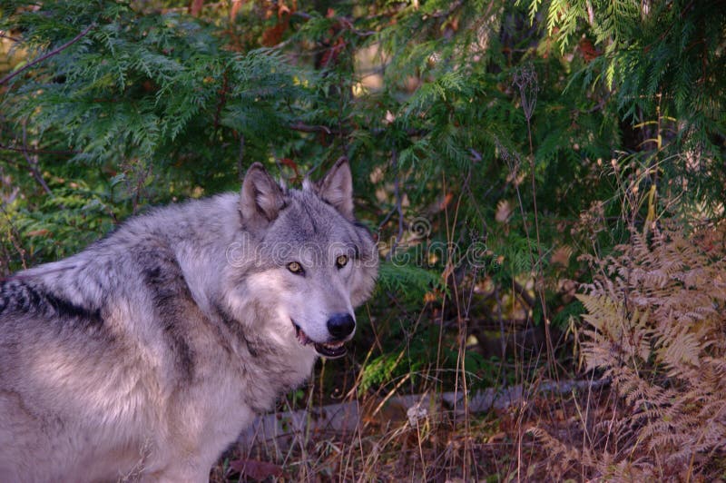 A Timber Wolf in Beautiful Light. Stock Image - Image of wolf, forest ...