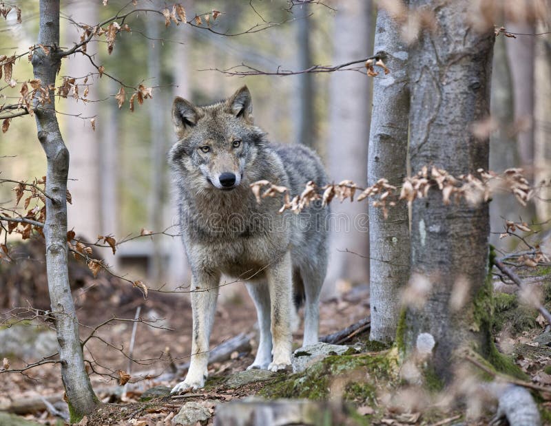 Grey Wolf (Canis Lupus) Stands in Treeline Looking Left Stock Photo ...