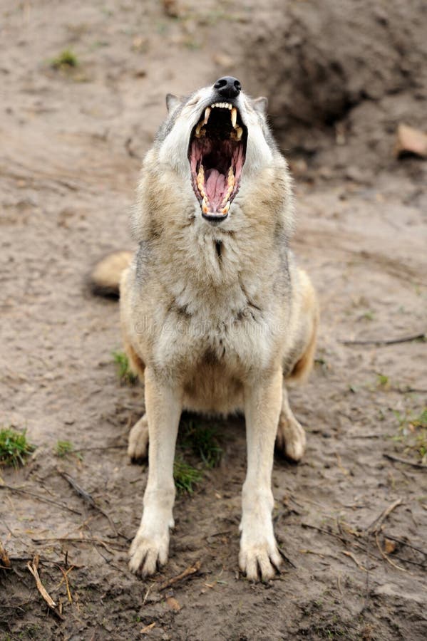 Timber Wolf (Canis lupus) stock image. Image of powerful - 24580433