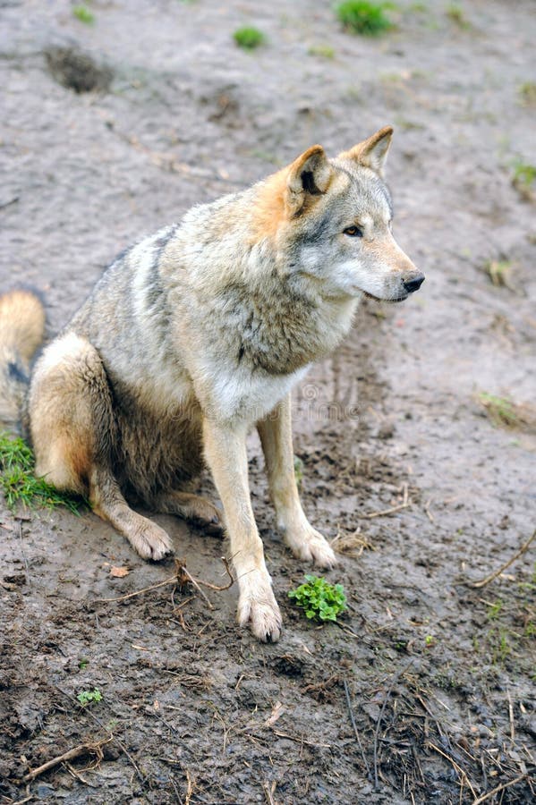 Timber Wolf (Canis lupus) stock image. Image of powerful - 24580433