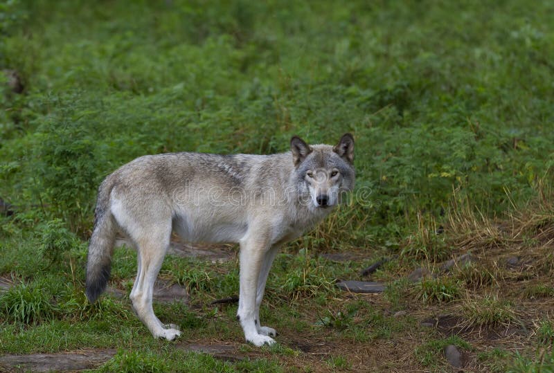 Timber Wolf Canis Lupus in Summertime Stock Image - Image of lupus ...