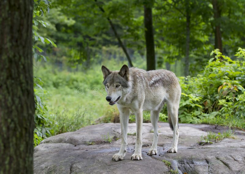 Lone Timber Wolf Summer Stock Photos - Free & Royalty-Free Stock Photos ...