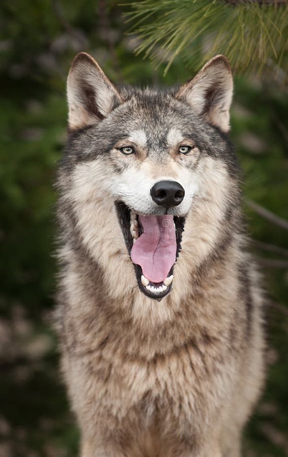 Timber Wolf Portrait stock photo. Image of canis, carnivore - 9065736