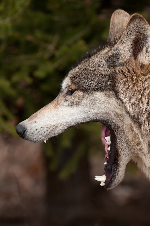 Timber Wolf (Canis Lupus) Yawns Stock Photo - Image of creature, mammal ...