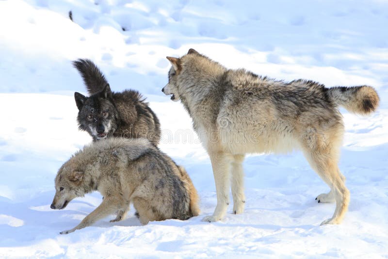 Timber wolf challenge stock image. Image of winter, body - 84197701