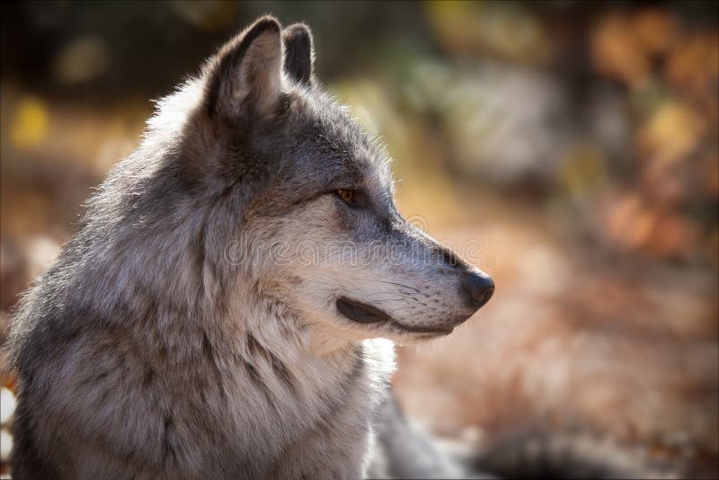 Timber Wolf Close Up with Fall Colors in Background Stock Photo - Image ...