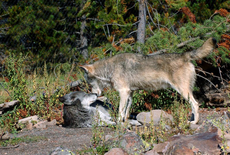 Timber Wolf Confrontation - Wide Stock Photo - Image of dominate, lupus ...