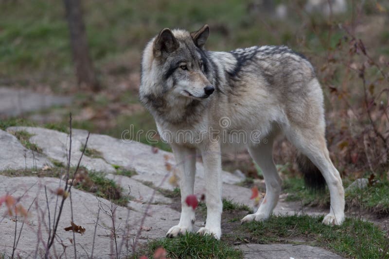 Timber Wolf stock image. Image of background, mammal - 46703153