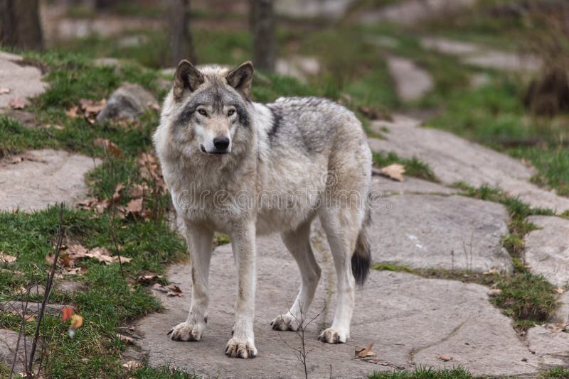 Timber Wolf Pack in Winter Forest Stock Photo - Image of animal, timber ...