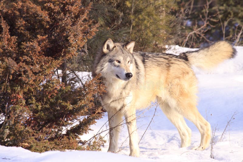 Big alpha timber wolf stock image. Image of crushing - 84198161
