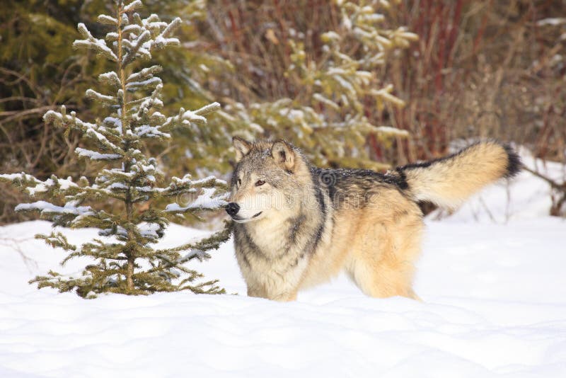 Big male timber wolf stock photo. Image of animals, nipple - 42659358