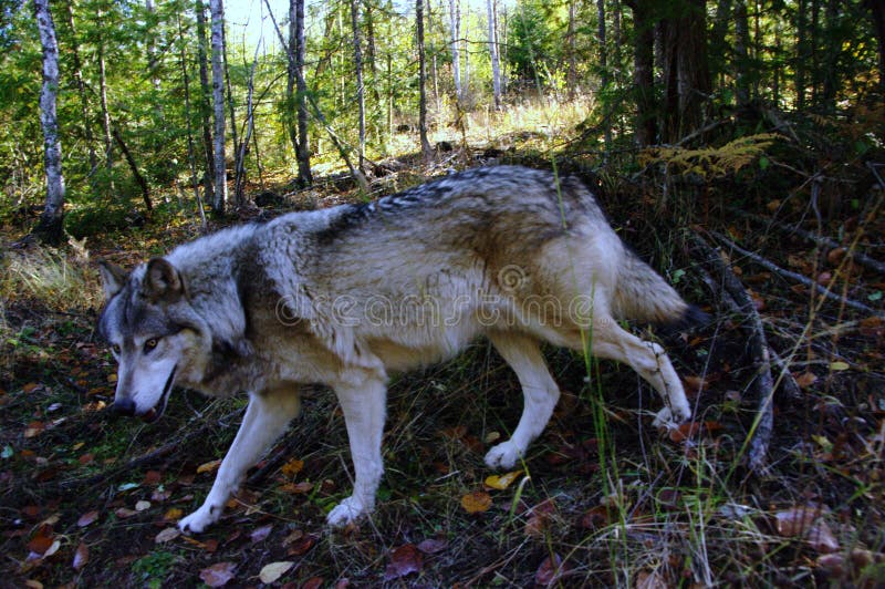 Timber Wolf stock image. Image of warm, creatures, legged - 51088593