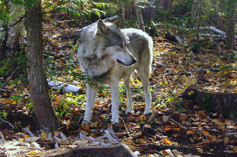 Timber wolf stock image. Image of wildlife, forest, mammal - 51096589