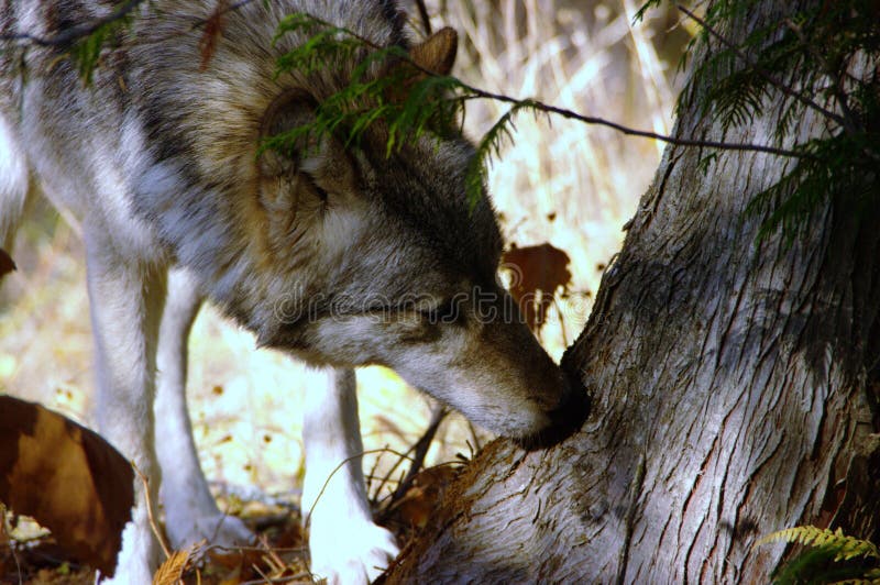 Timber Wolf stock image. Image of warm, creatures, legged - 51088593