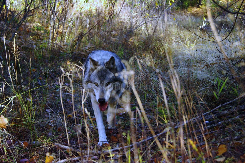 Timber wolf stock image. Image of trees, wildlife, legged - 51096561