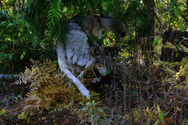 Timber wolf stock photo. Image of forest, four, canine - 51096582