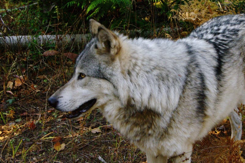 Timber Wolf stock image. Image of warm, creatures, legged - 51088593