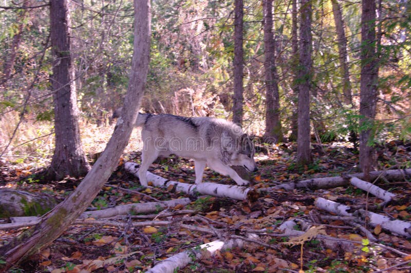 Timber Wolf stock image. Image of warm, creatures, legged - 51088593