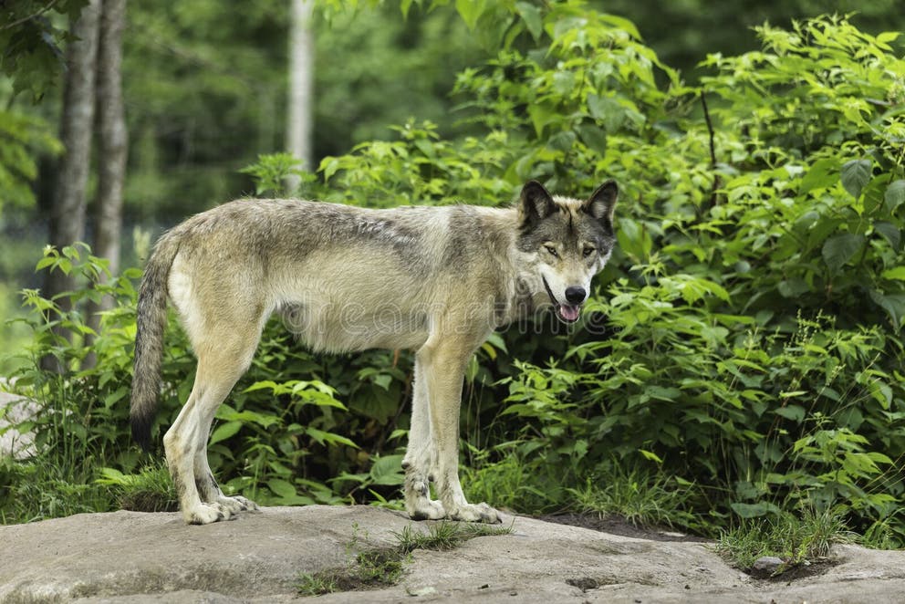 A Timber wolf in a forest stock image. Image of carnivore - 43190355