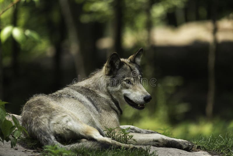 A Timber wolf in a forest stock photo. Image of nose - 43190532