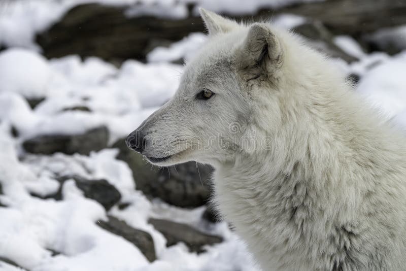 Timber Wolf Gray Wolf or Grey Wolf in the Snow Stock Image - Image of ...