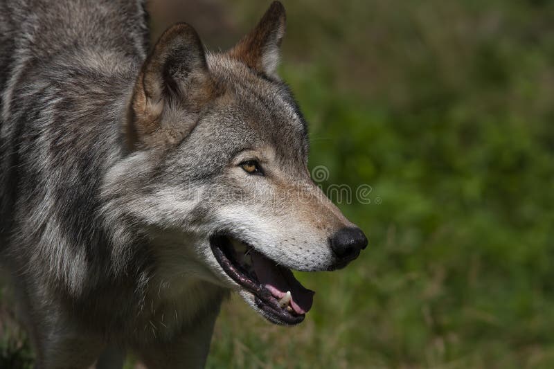 A Timber Wolf or Grey Wolf Canis Lupus Portrait Closeup in Summer in ...