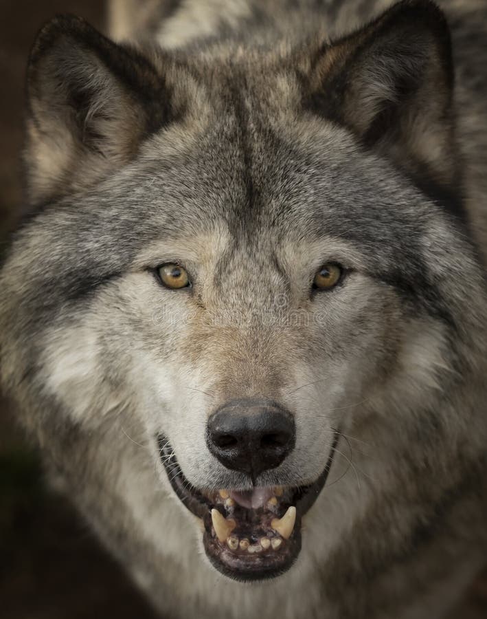 A Timber Wolf or Grey Wolf Canis Lupus Portrait Closeup in Summer in ...