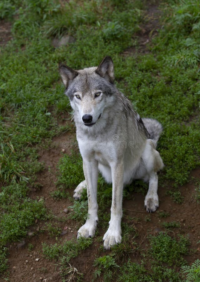 Timber Wolf or Grey Wolf Standing on a Rocky Cliff in Summer in Canada ...