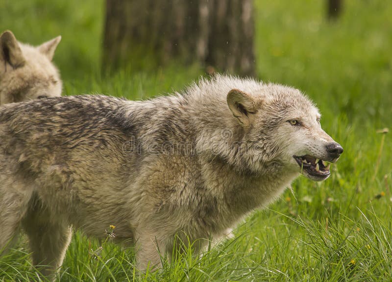 Timber wolf stock photo. Image of pack, grey, animal - 40236388