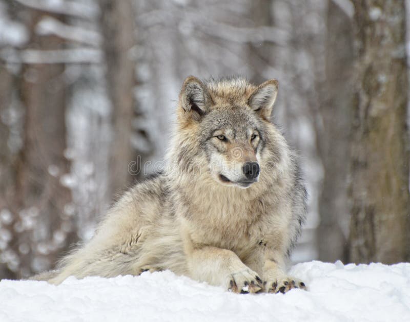Timber Wolf on Guard stock image. Image of wolves, nature - 62979023